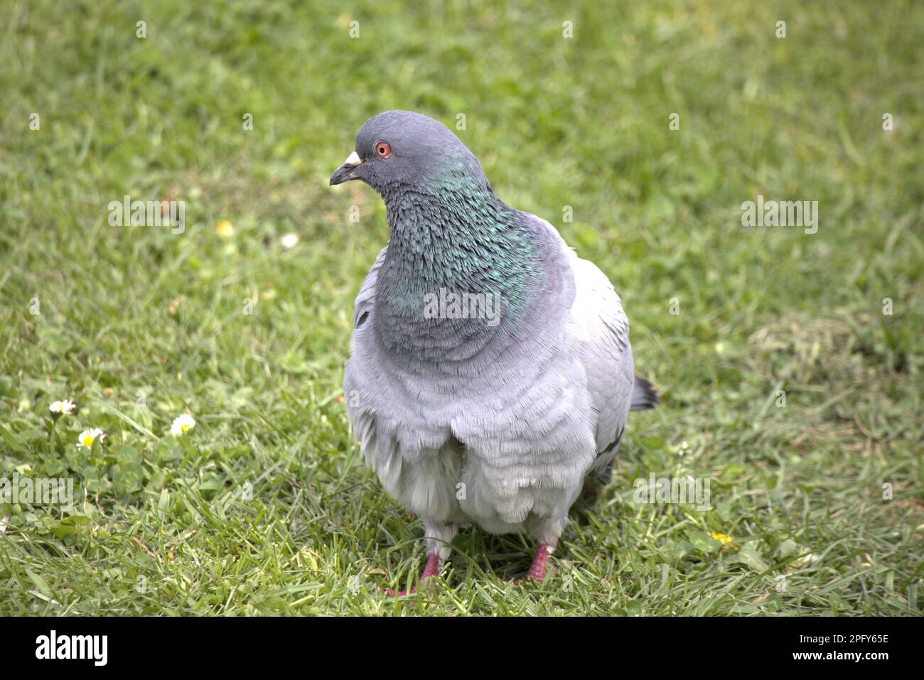 Solo urban pigeon hi-res stock photography and images - Alamy