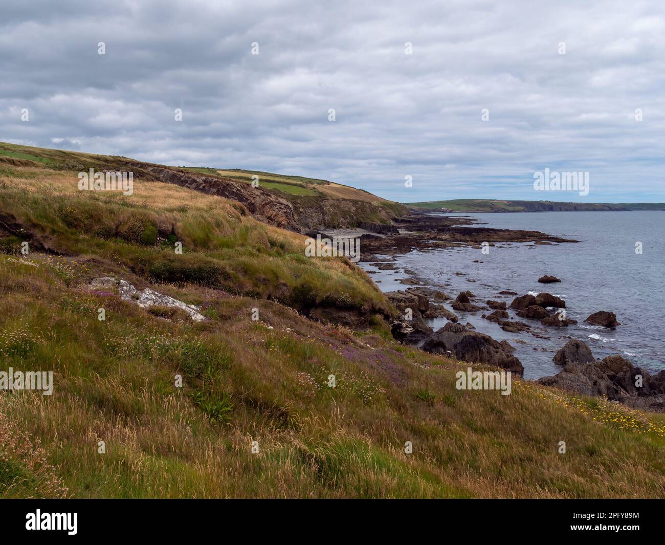 Dense vegetation on the coast of the Atlantic Ocean. Nature of Northern ...