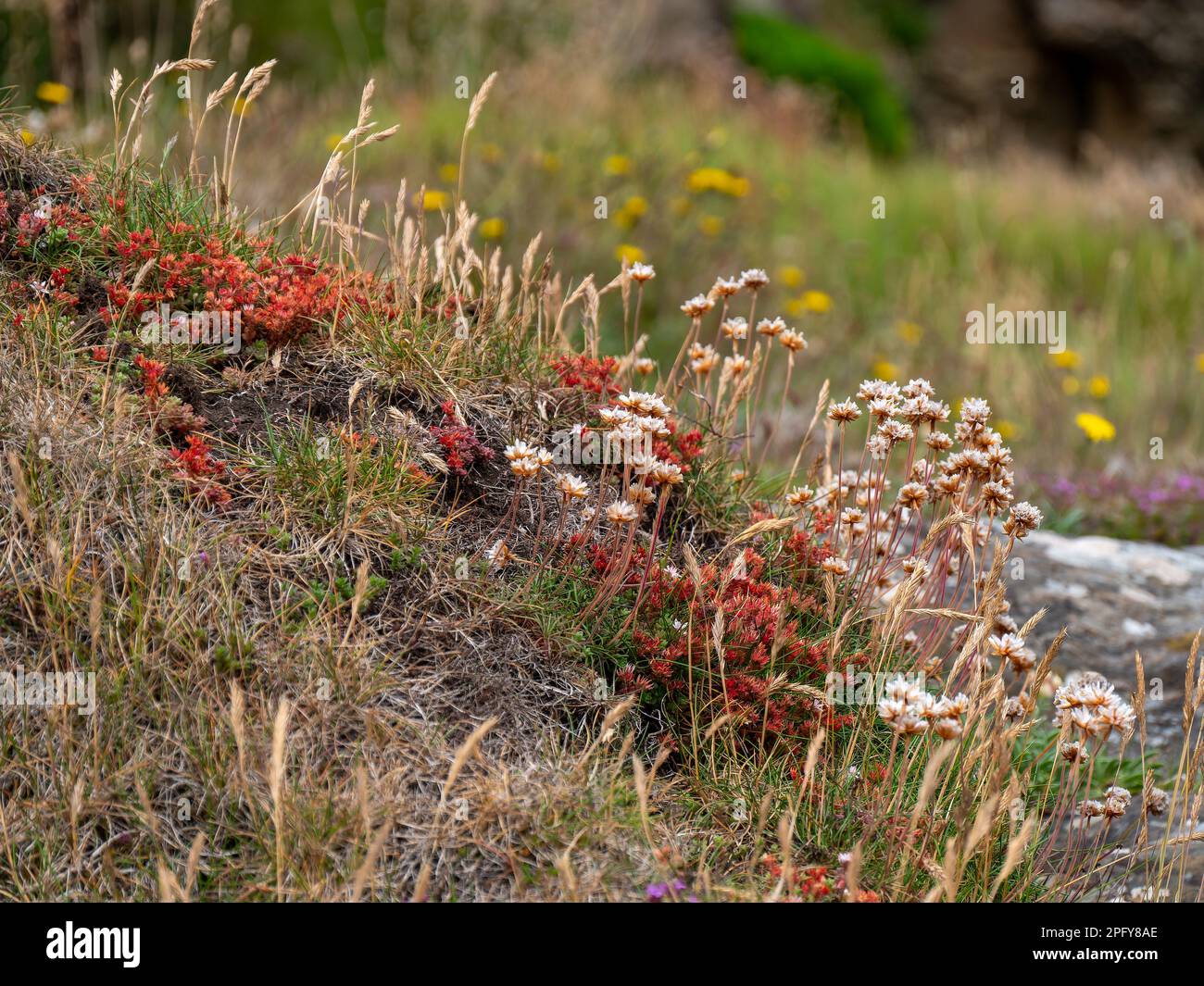 A flowers in the Ireland. Beautiful plants. Landscape. Red and yellow ...