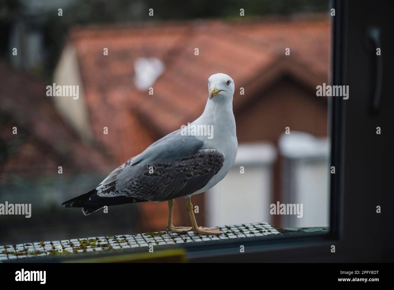Seagull on window sill hi-res stock photography and images - Alamy