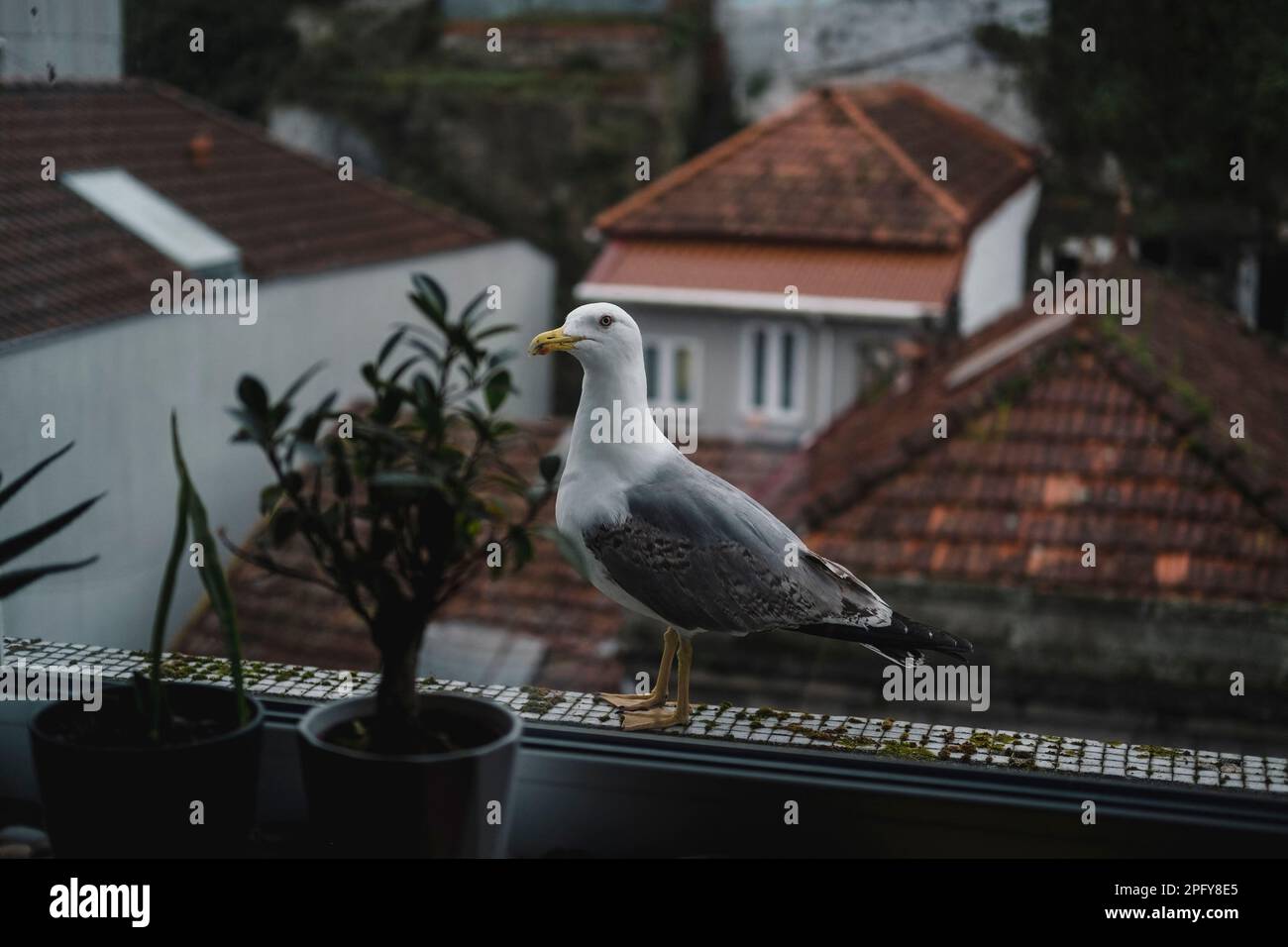 A seagull is sitting on a window sill. Close-up. Portugal Stock Photo ...