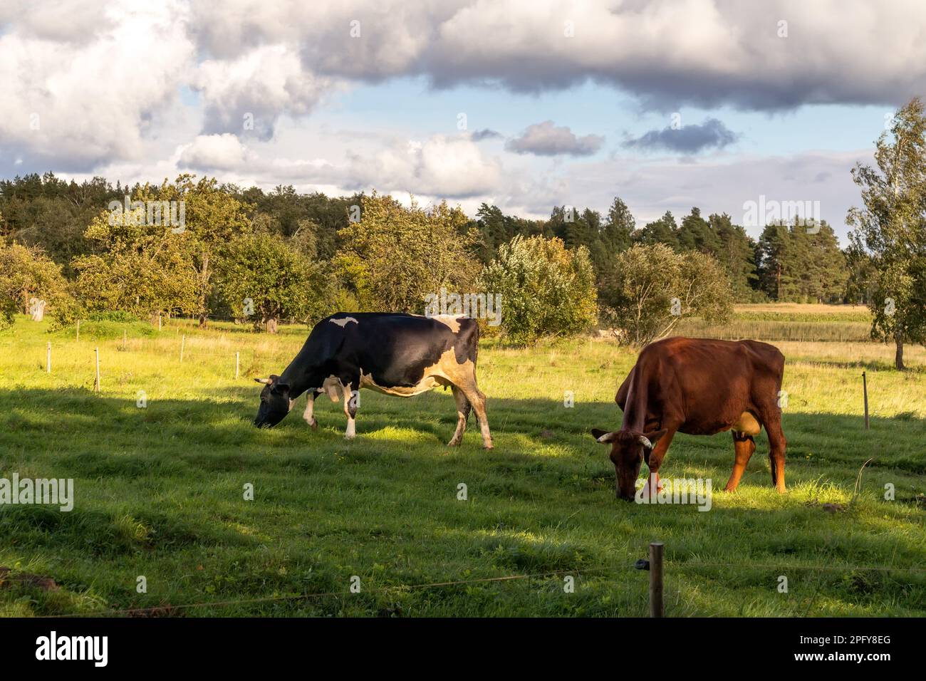 Nature scene with two cows grazing in a field with green grass on a ...