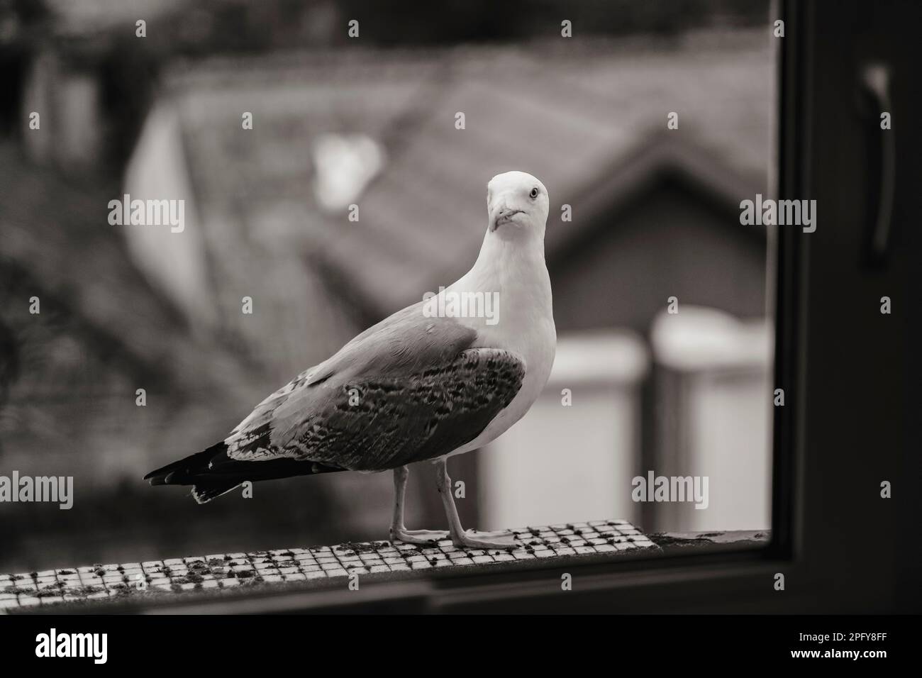 A seagull sits on a window sill. Close-up. Black and white photo Stock ...