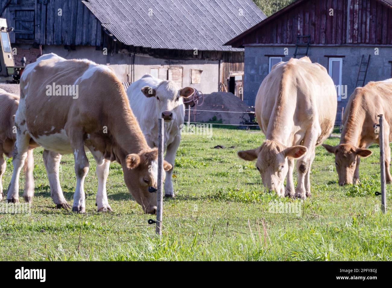 Light brown cows graze in a field against the background of an old ...