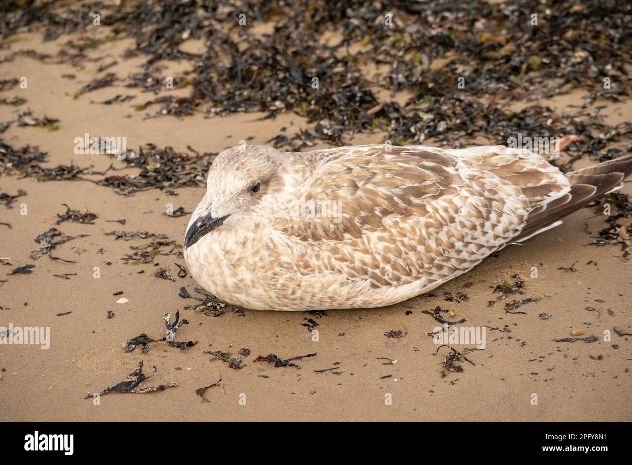 A young seagull in light brown color sits on brown sea sand and dark ...