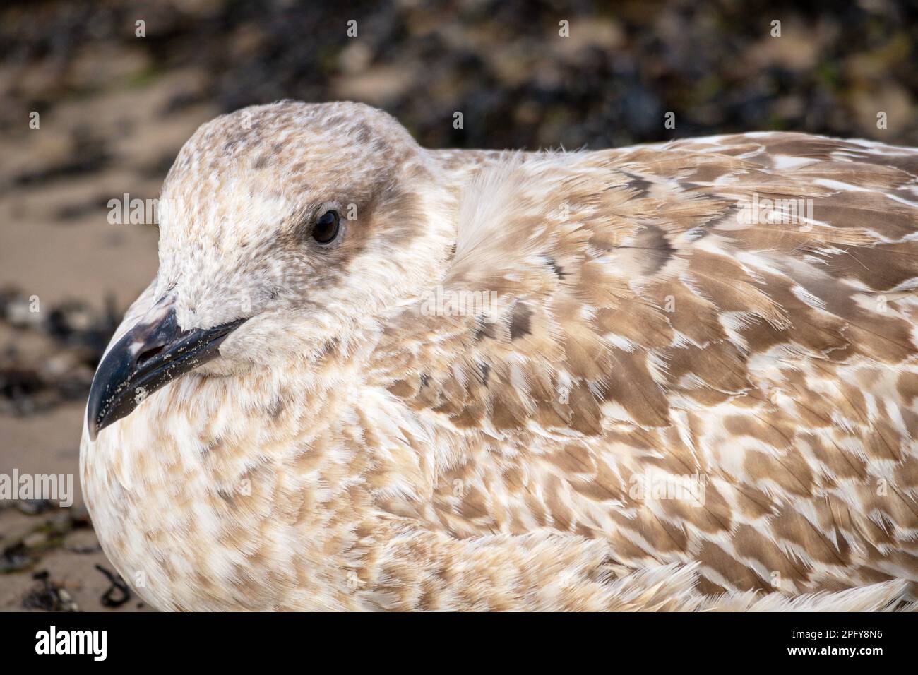 A young seagull in light brown color sits on brown sea sand and dark ...