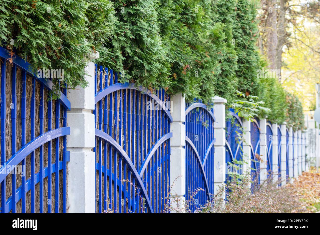 A blue arcade fence with green thuja trees behind it Stock Photo - Alamy