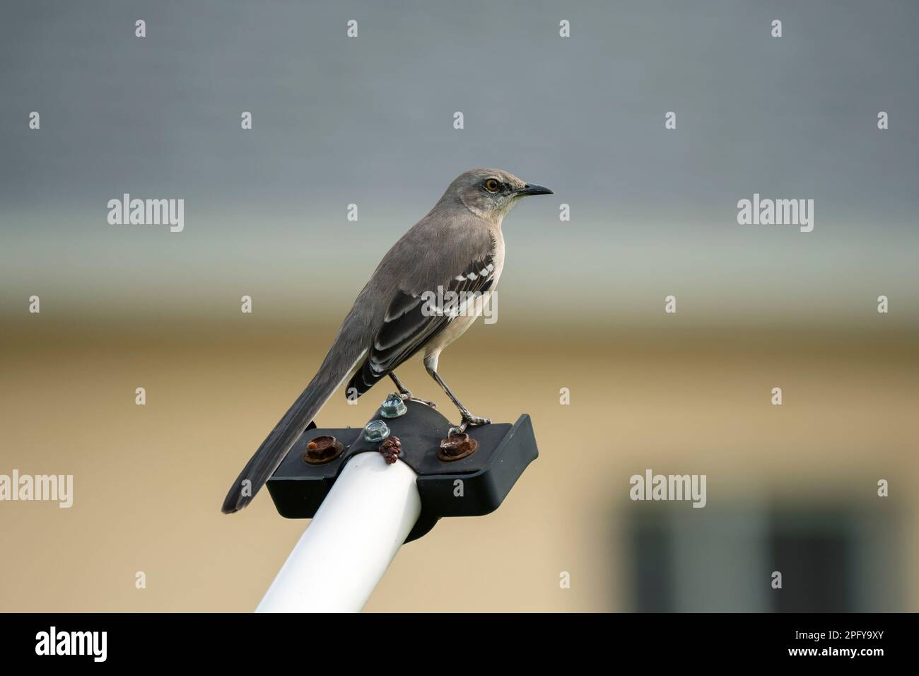 Mockingbird house hi-res stock photography and images - Alamy