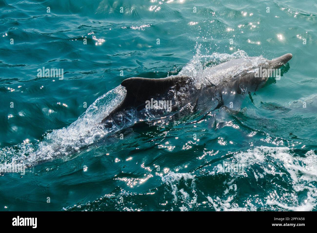 Dolphin in natural environment. Dolphin spotting watch sightseeing ...