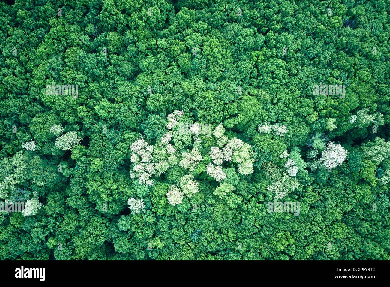 Canopies dense hi-res stock photography and images - Alamy