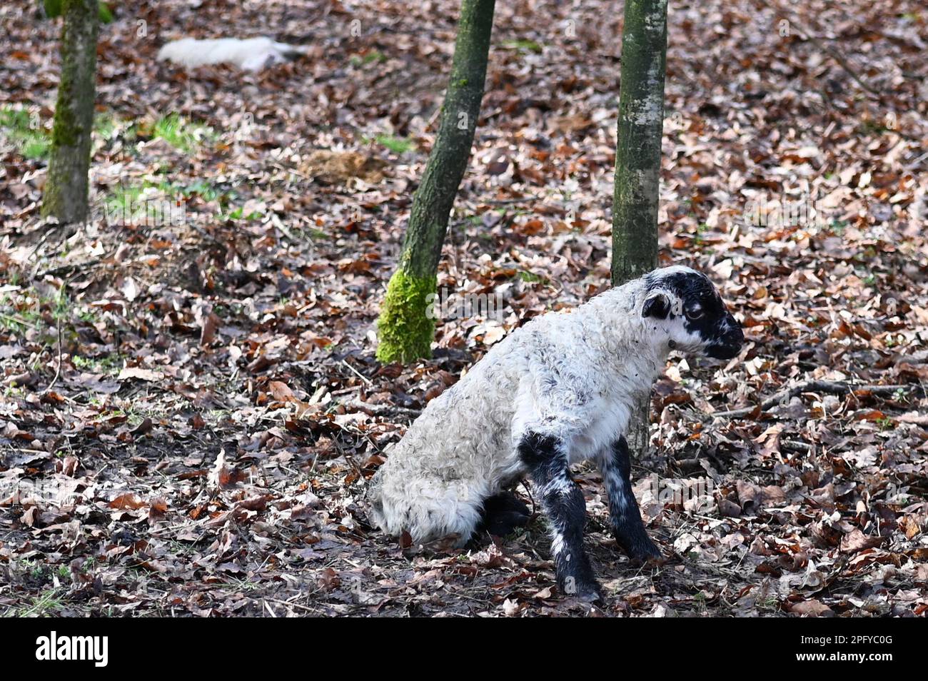 Dorsten Lembeck, Germany. 19th Mar, 2023. An injured lamb sits on the ...