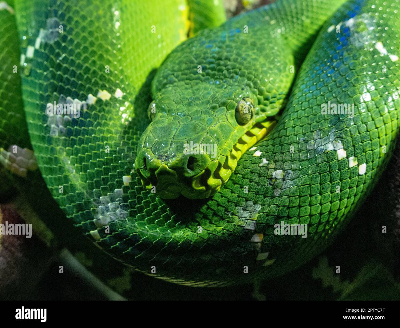 A closeup of an Emerald tree boa under the sunlight in a zoo Stock ...