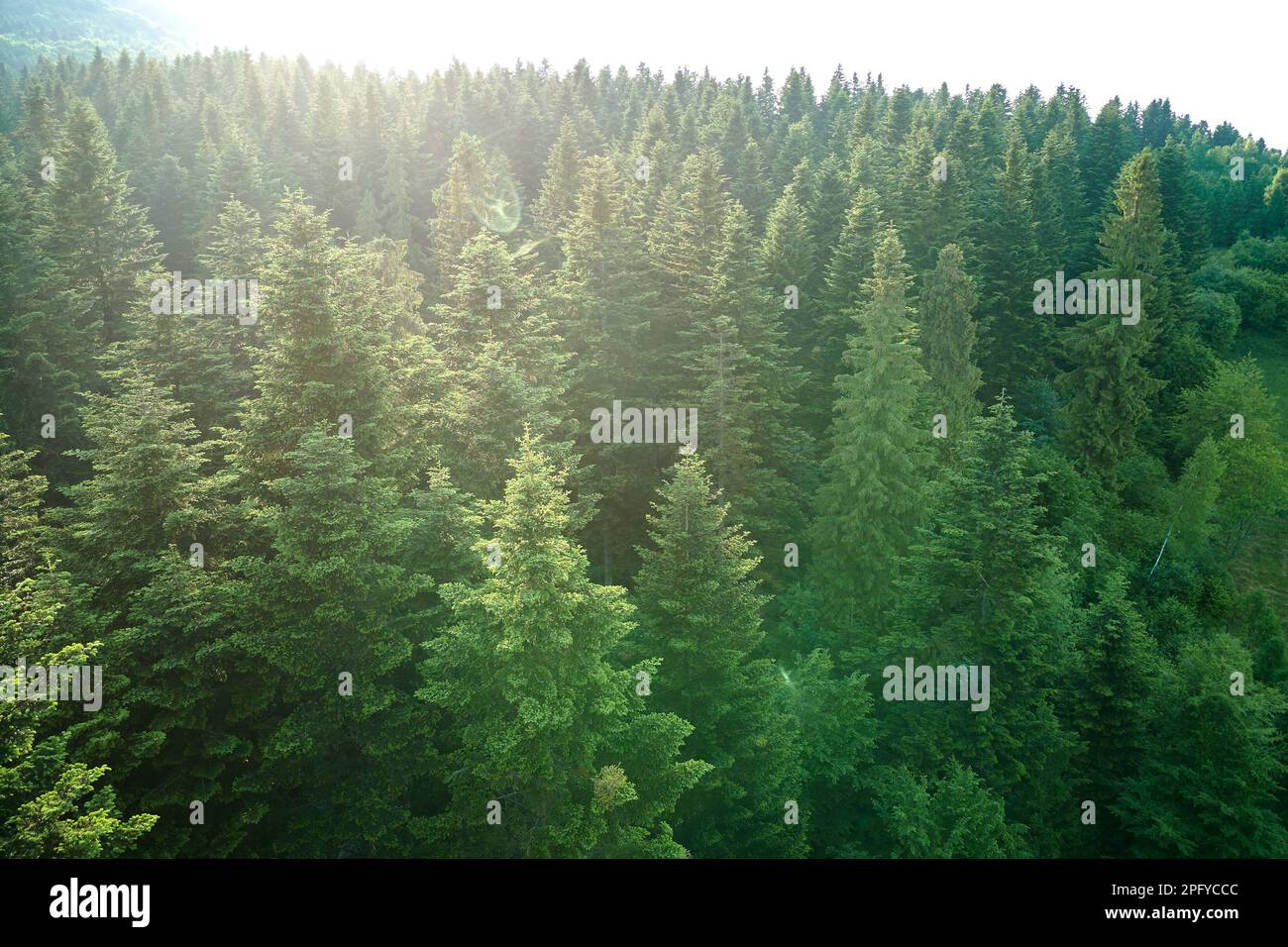 Aerial view of green pine forest with dark spruce trees. Nothern ...
