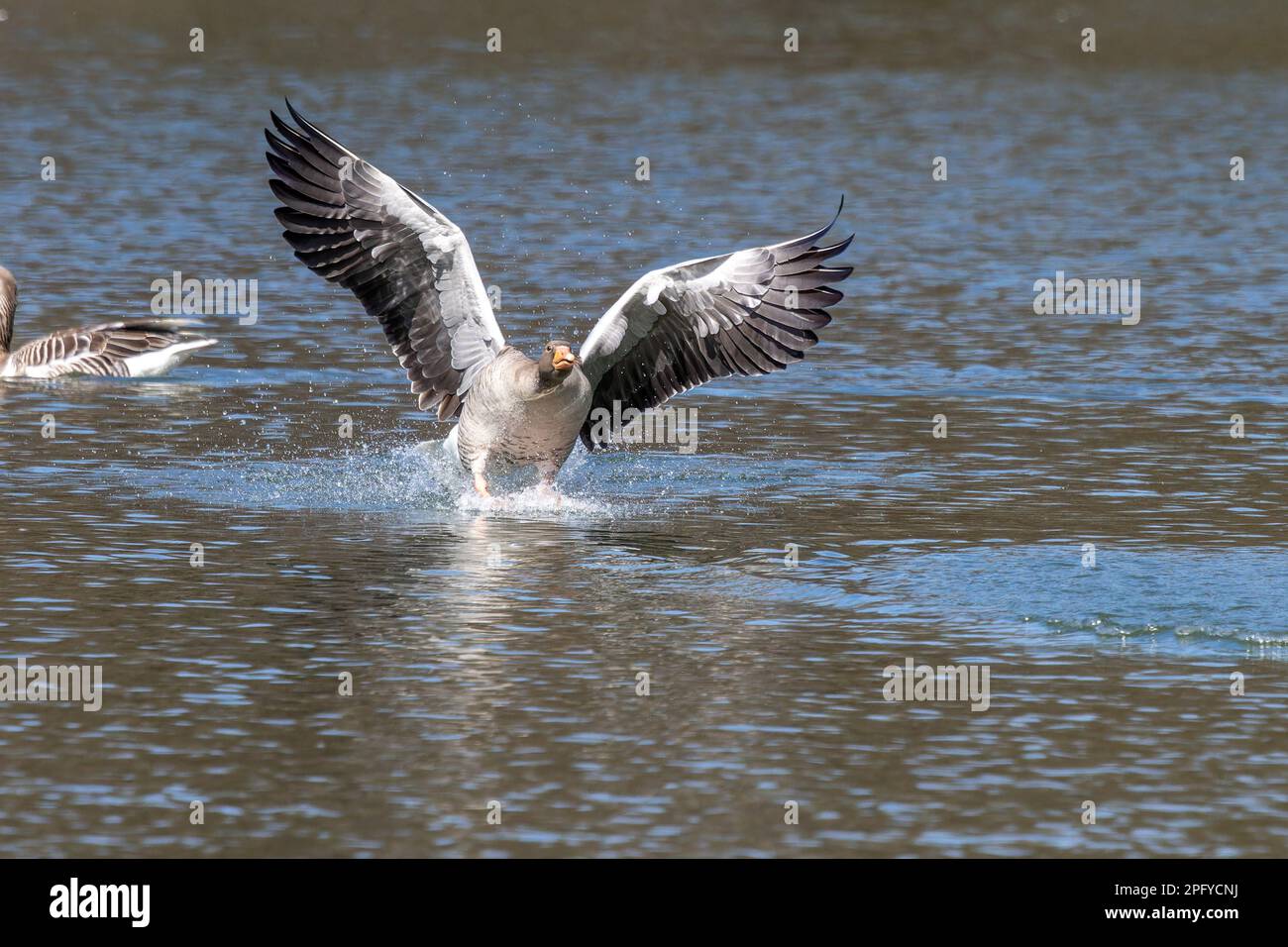 The greylag goose spreading its wings on water. Anser anser is a ...