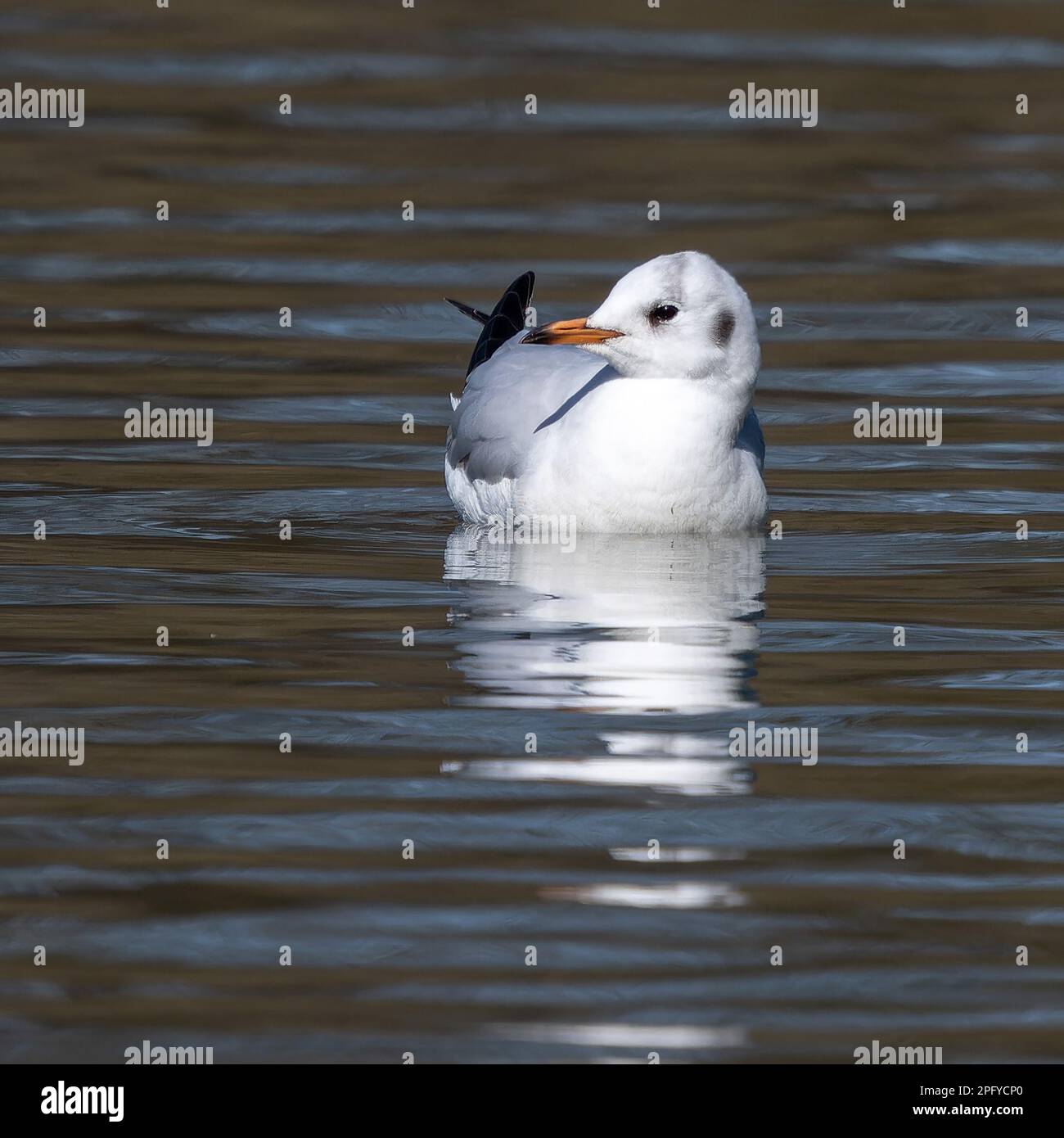 The European Herring Gull, Larus argentatus is a large gull, One of the ...