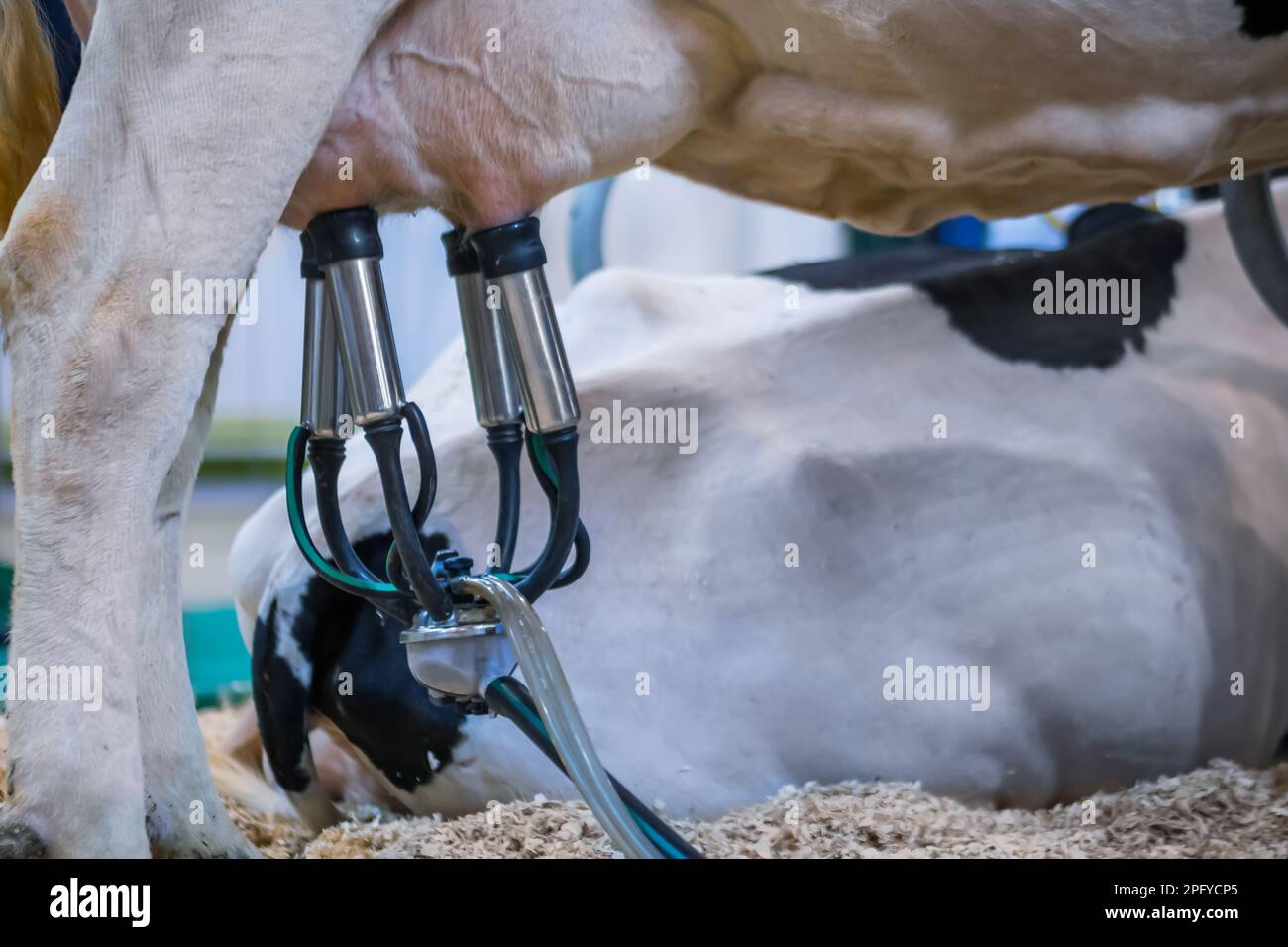 Automated milking suction machine with teat cups during work with cow ...