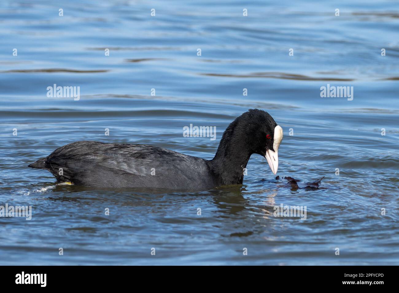 The Eurasian coot, Fulica atra, also known as the common coot, or ...