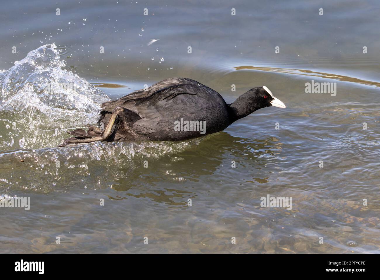Eurasian coot, Fulica atra chasing each other by running across the ...