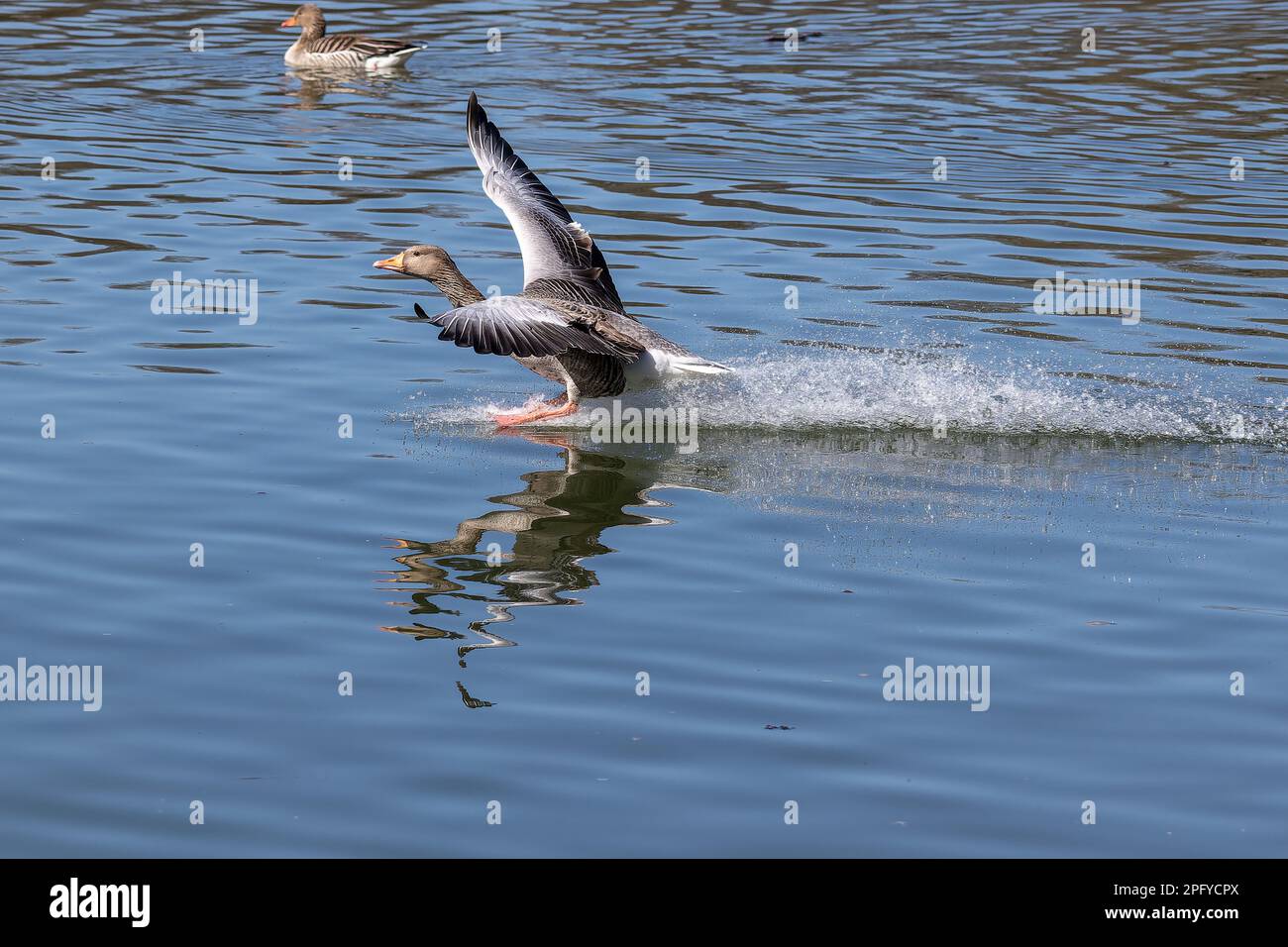 The greylag goose spreading its wings on water. Anser anser is a ...