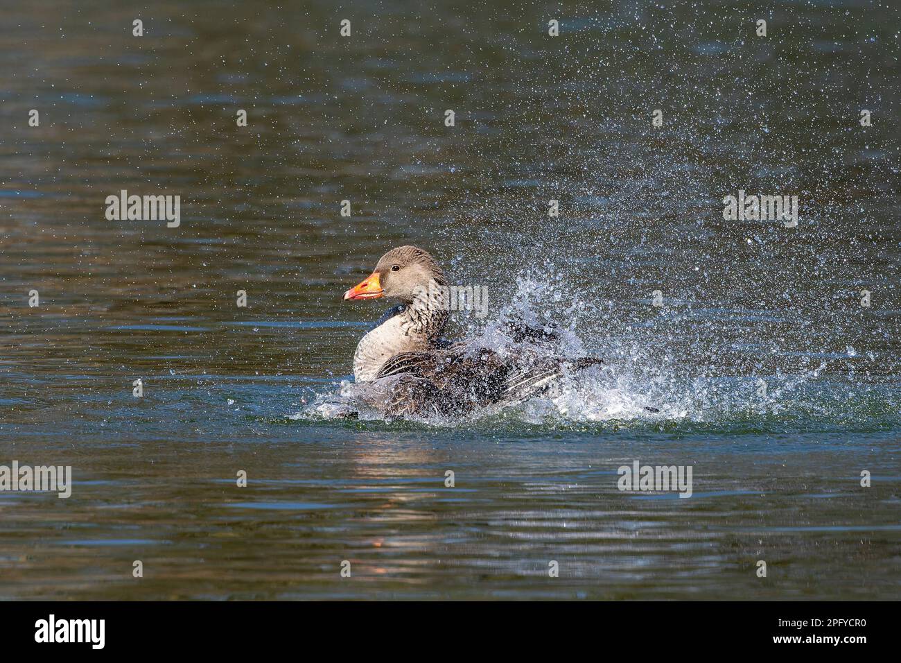 The greylag goose spreading its wings on water. Anser anser is a ...
