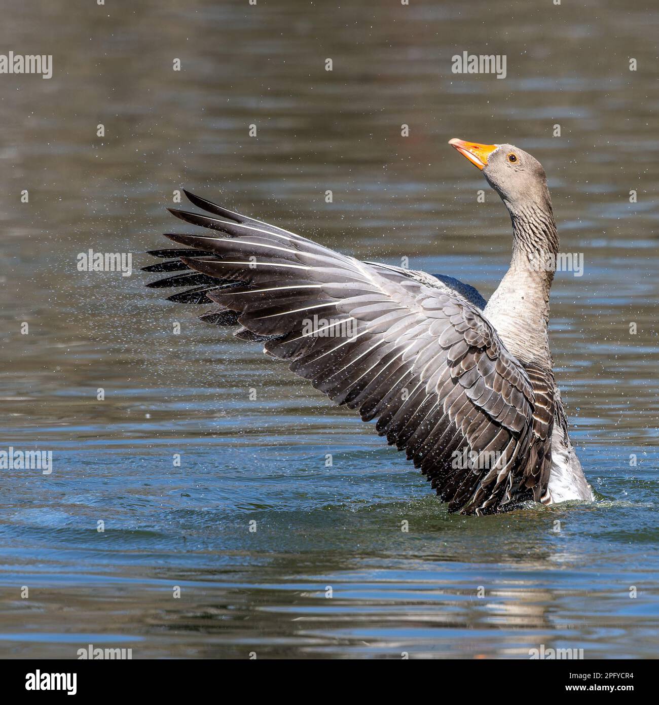The greylag goose spreading its wings on water. Anser anser is a ...