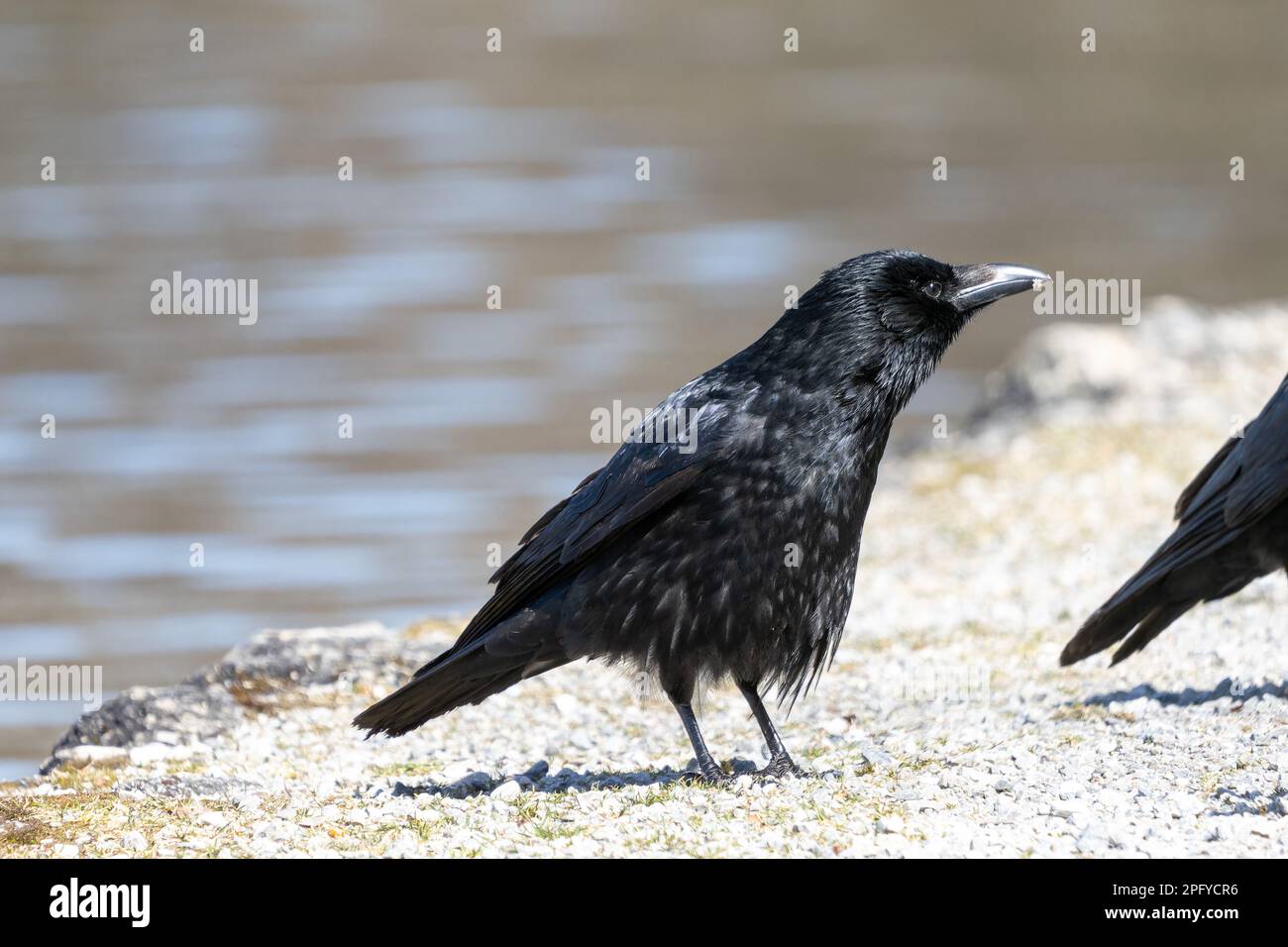 The Common Raven, Corvus corax at Kleinhesseloher Lake in Munich in ...