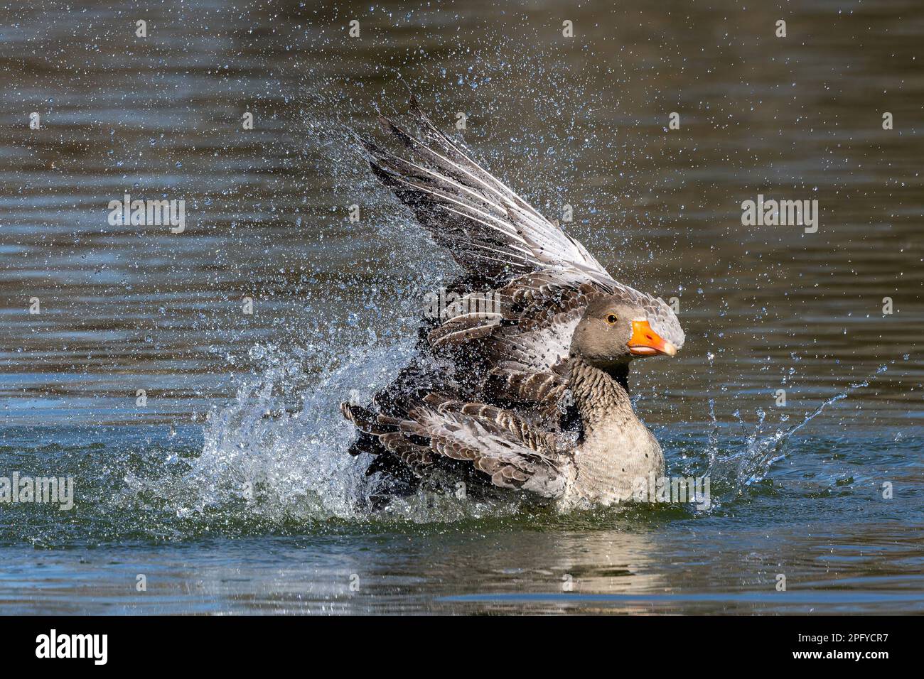 The greylag goose spreading its wings on water. Anser anser is a ...