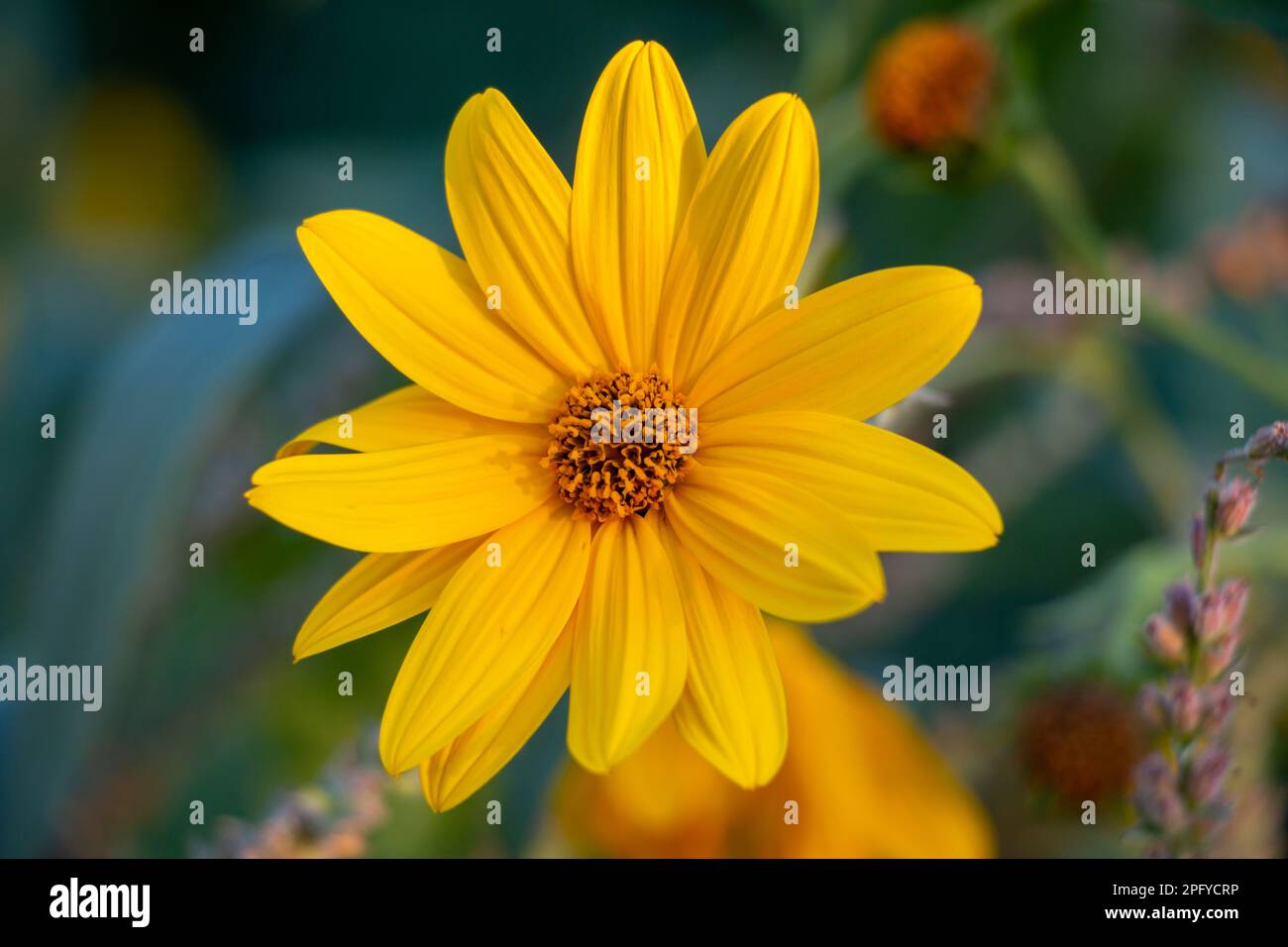 A wild sunflower isolated with soft background. Yellow petals ...