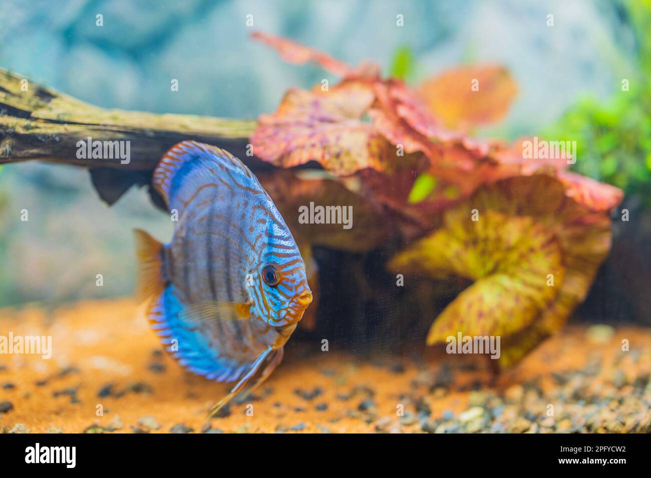 Close up view of gorgeous tiger Turks discus aquarium fish Stock Photo ...