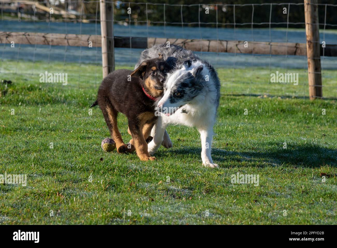 Lilac Merle Harlequin Border Collie