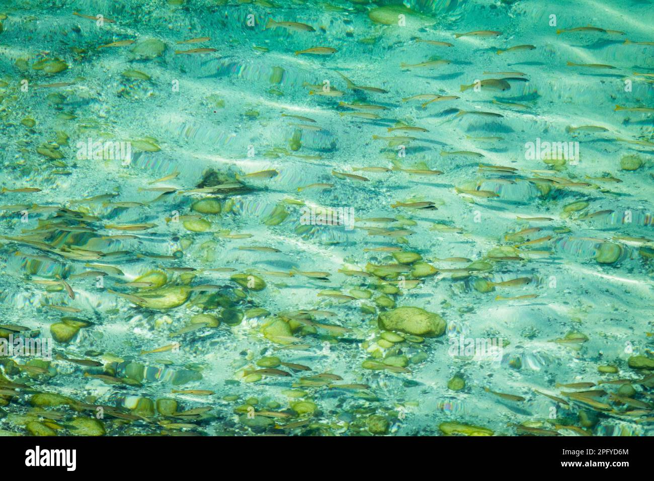 Fish swim in clear turquoise water in persian gulf, middle east Stock ...
