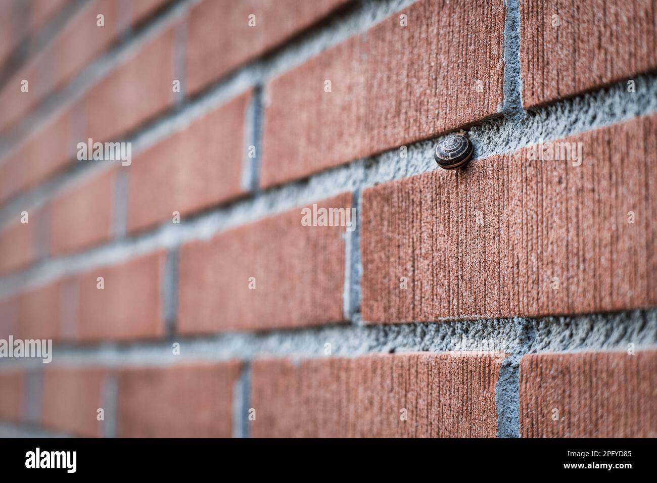 Perspective view of a small snail on a brick wall Stock Photo - Alamy