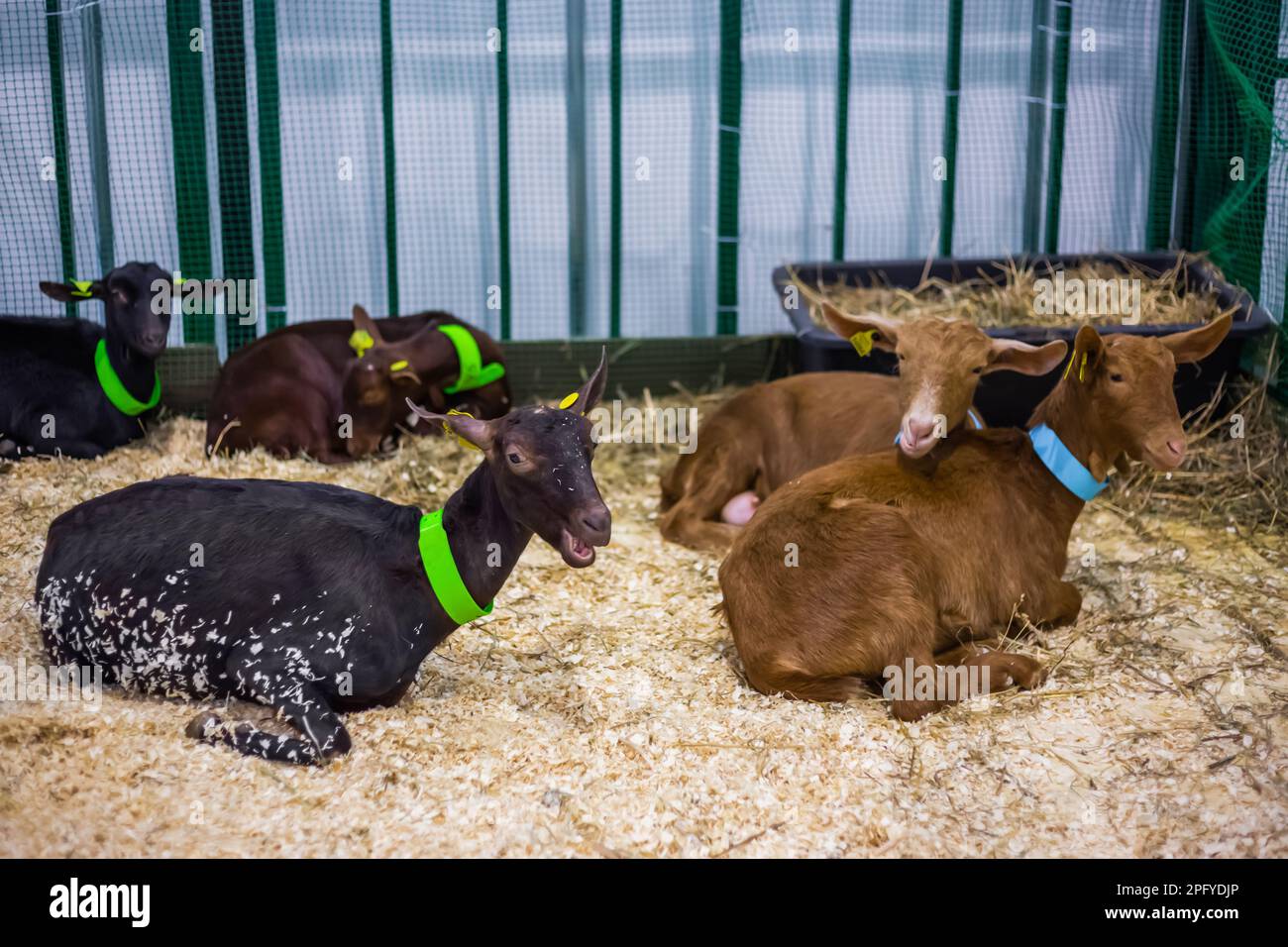 Group of goats at agricultural animal exhibition, trade show Stock ...