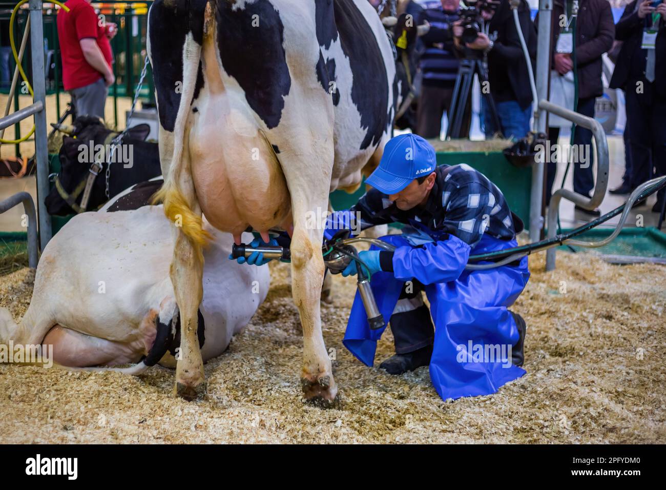 Milking demonstration hi-res stock photography and images - Alamy