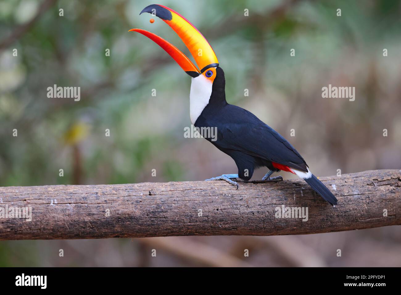 An adult Toco Toucan (Ramphastos toco) feeding on fruit in the Pantanal ...