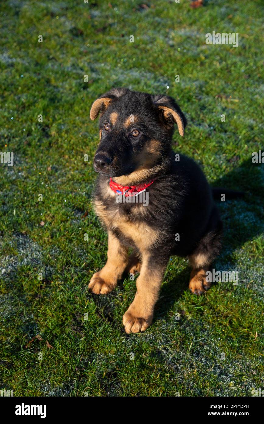 Cute little German Shepherd puppy sitting on grass in spring sunshine ...