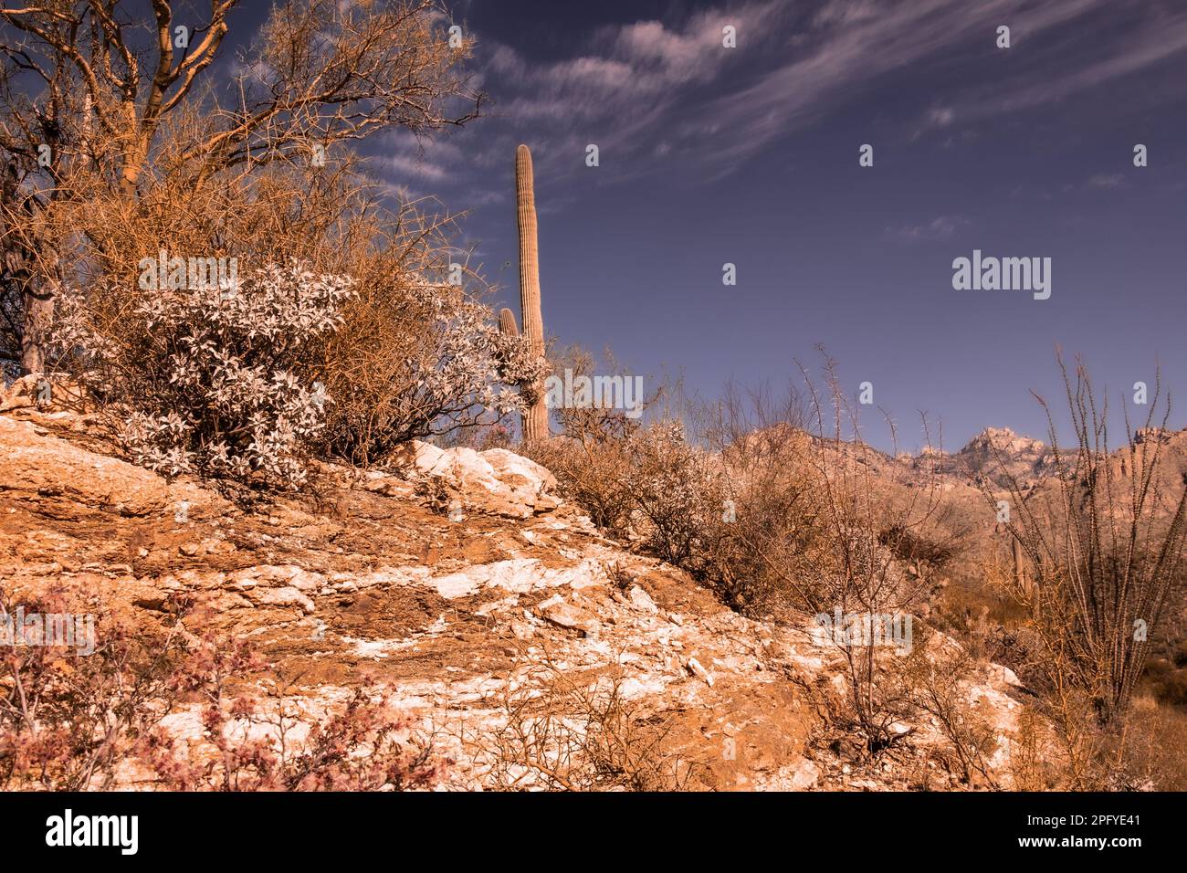 The Beautiful Colors Of The Arizona Desert Stock Photo - Alamy