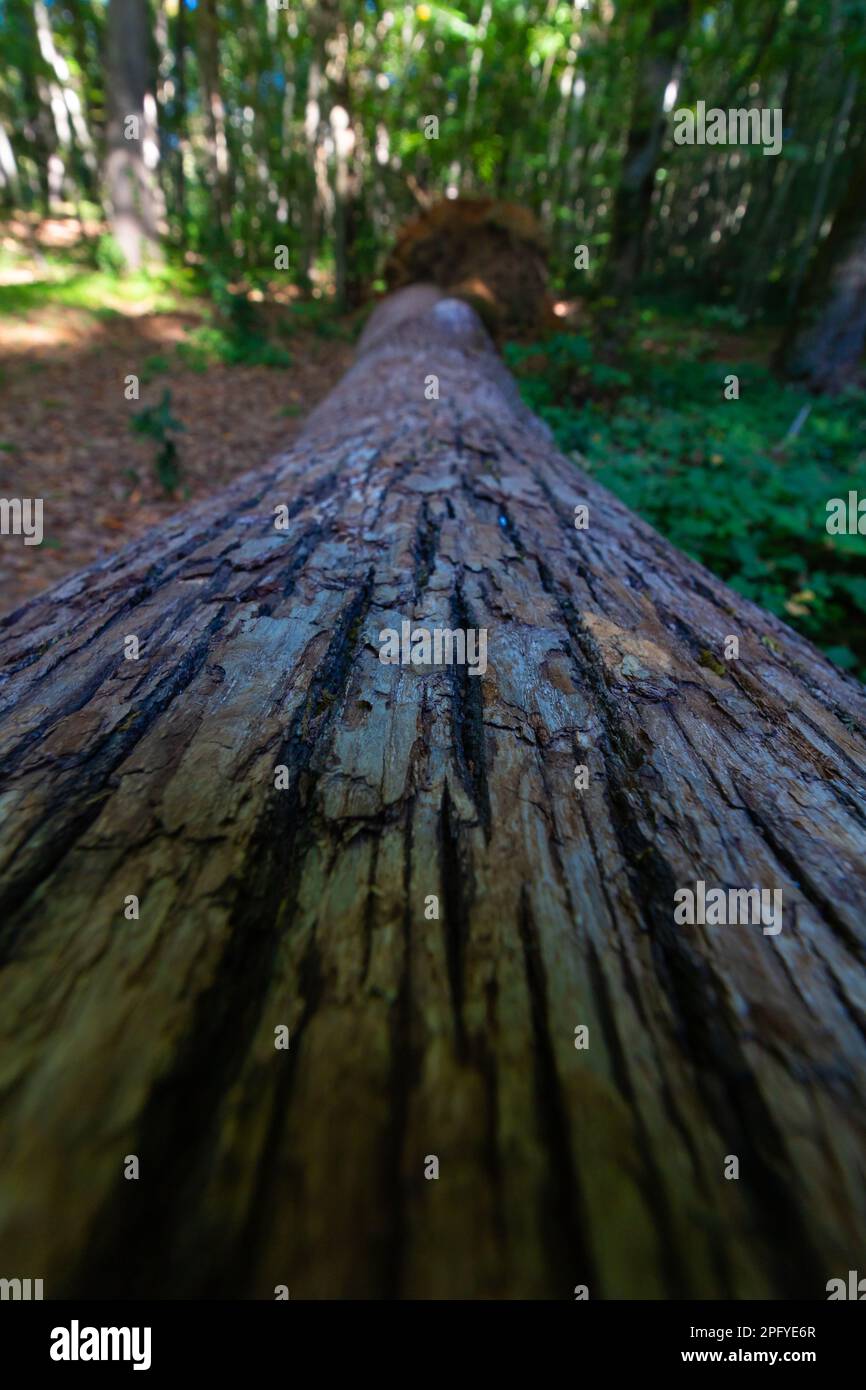 Wide angle view of overturned tree in the forest in vertical view. Tree ...