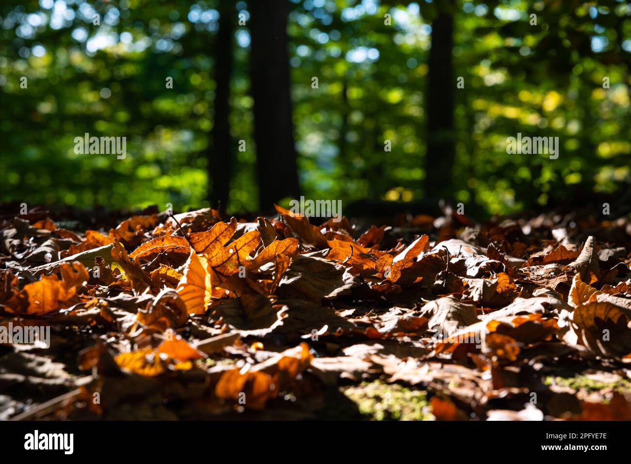 Fallen brown leaves on the ground and blurry forest on the ground ...