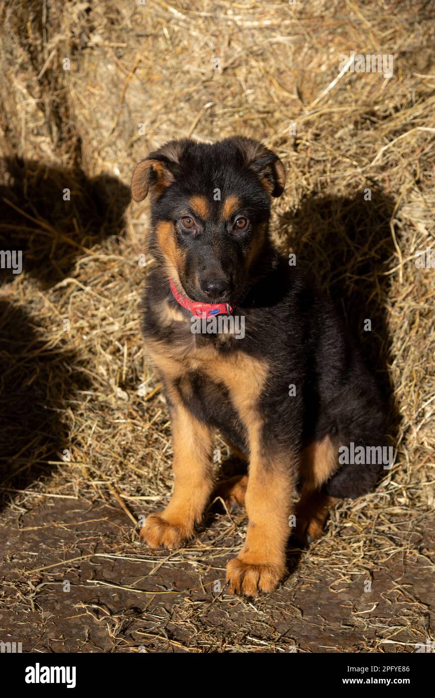 Cute little German Shepherd puppy sitting in the hay in a stable yard ...