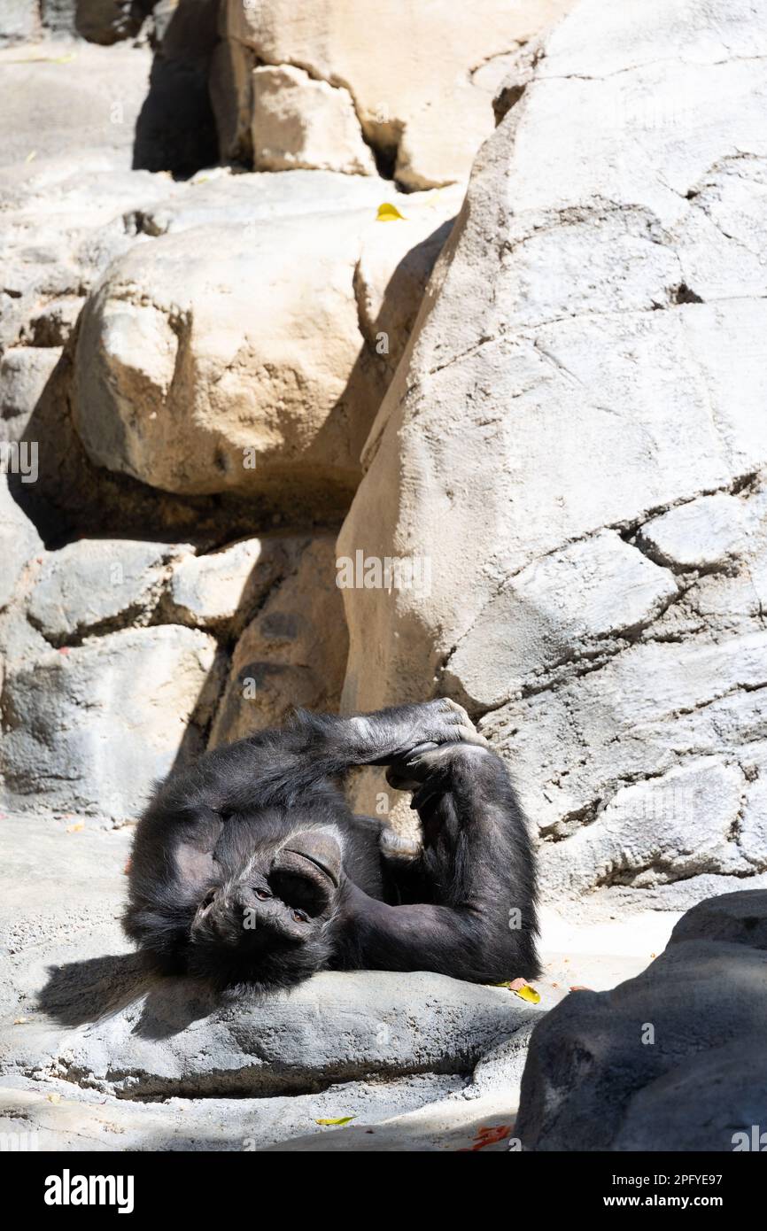 Chimpanzee lying on its back looking at the camera Stock Photo - Alamy