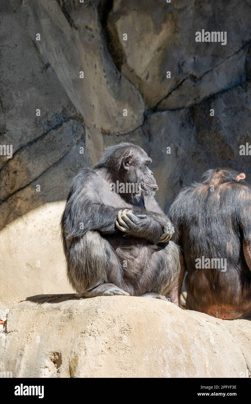 Common chimpanzee safari animals cute sitting wildlife hi-res stock ...