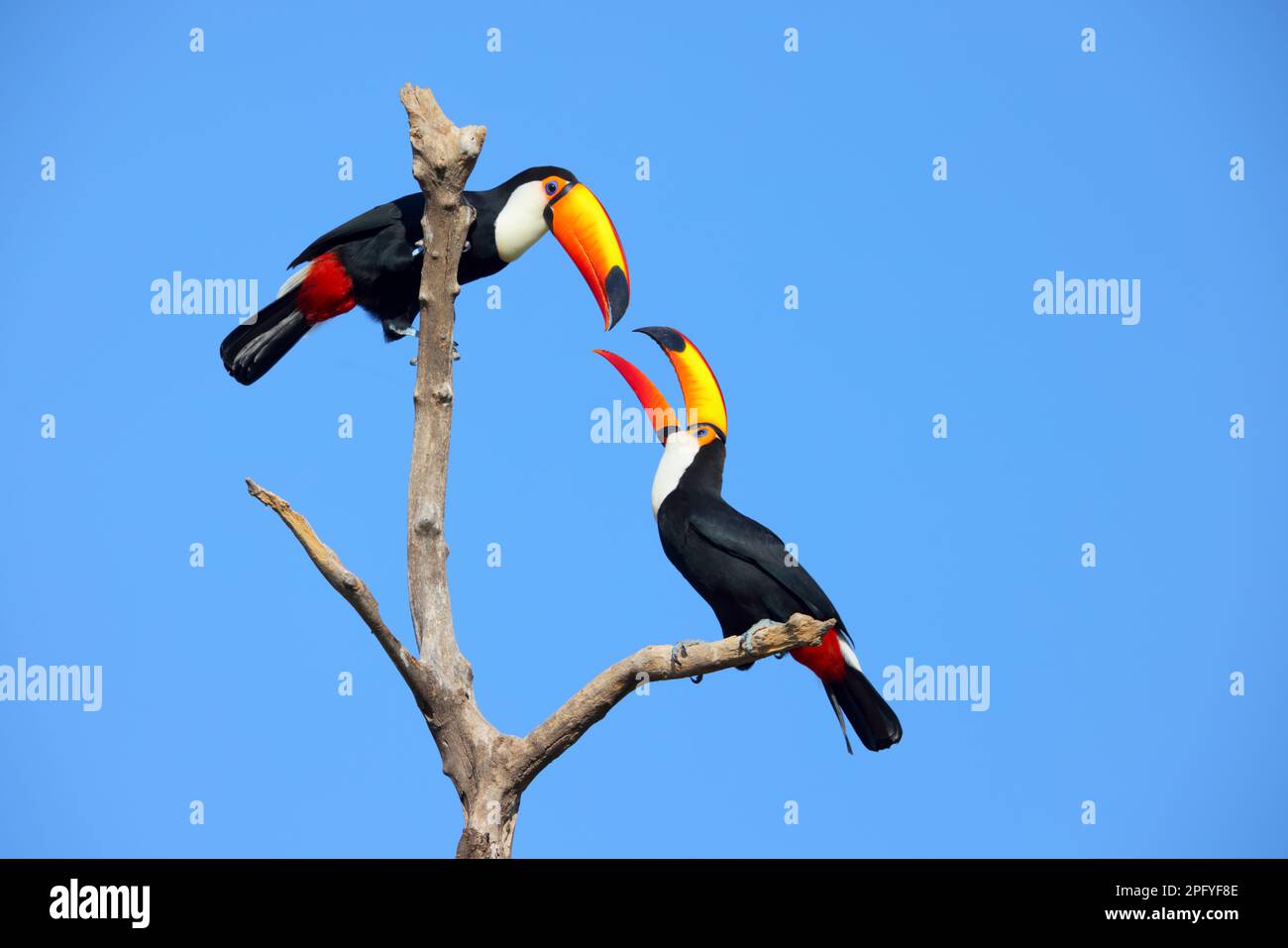 A pair of Toco Toucans (Ramphastos toco) face to face in a tree in the ...