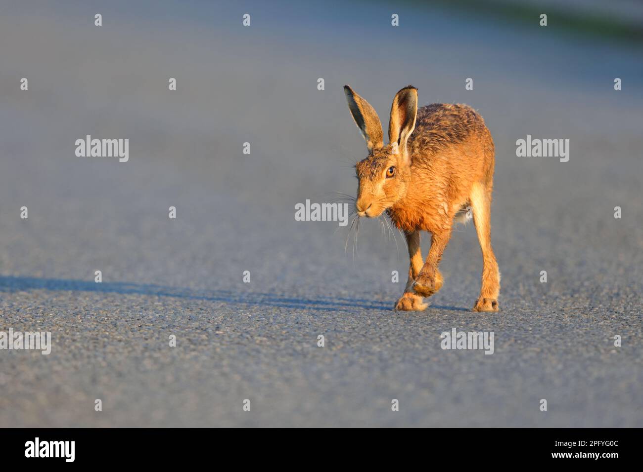 An adult Brown Hare (Lepus europaeus) on a quiet country lane through ...