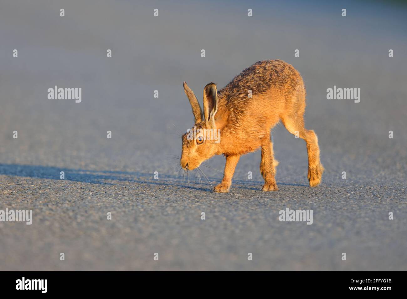 An adult Brown Hare (Lepus europaeus) on a quiet country lane through ...