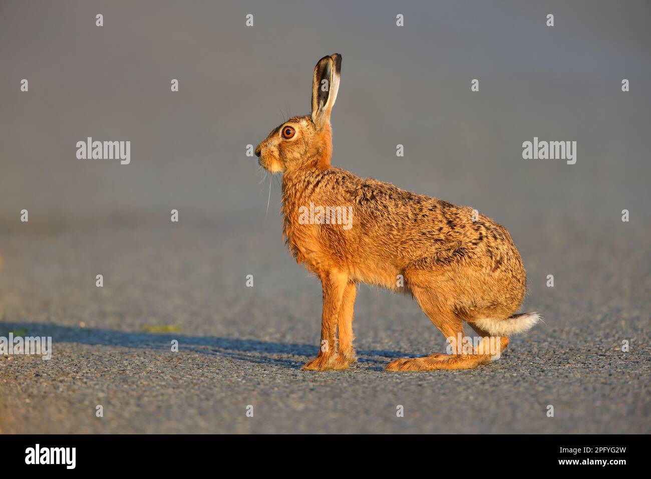 An adult Brown Hare (Lepus europaeus) on a quiet country lane through ...