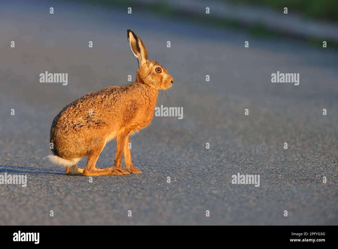 An adult Brown Hare (Lepus europaeus) on a quiet country lane through ...