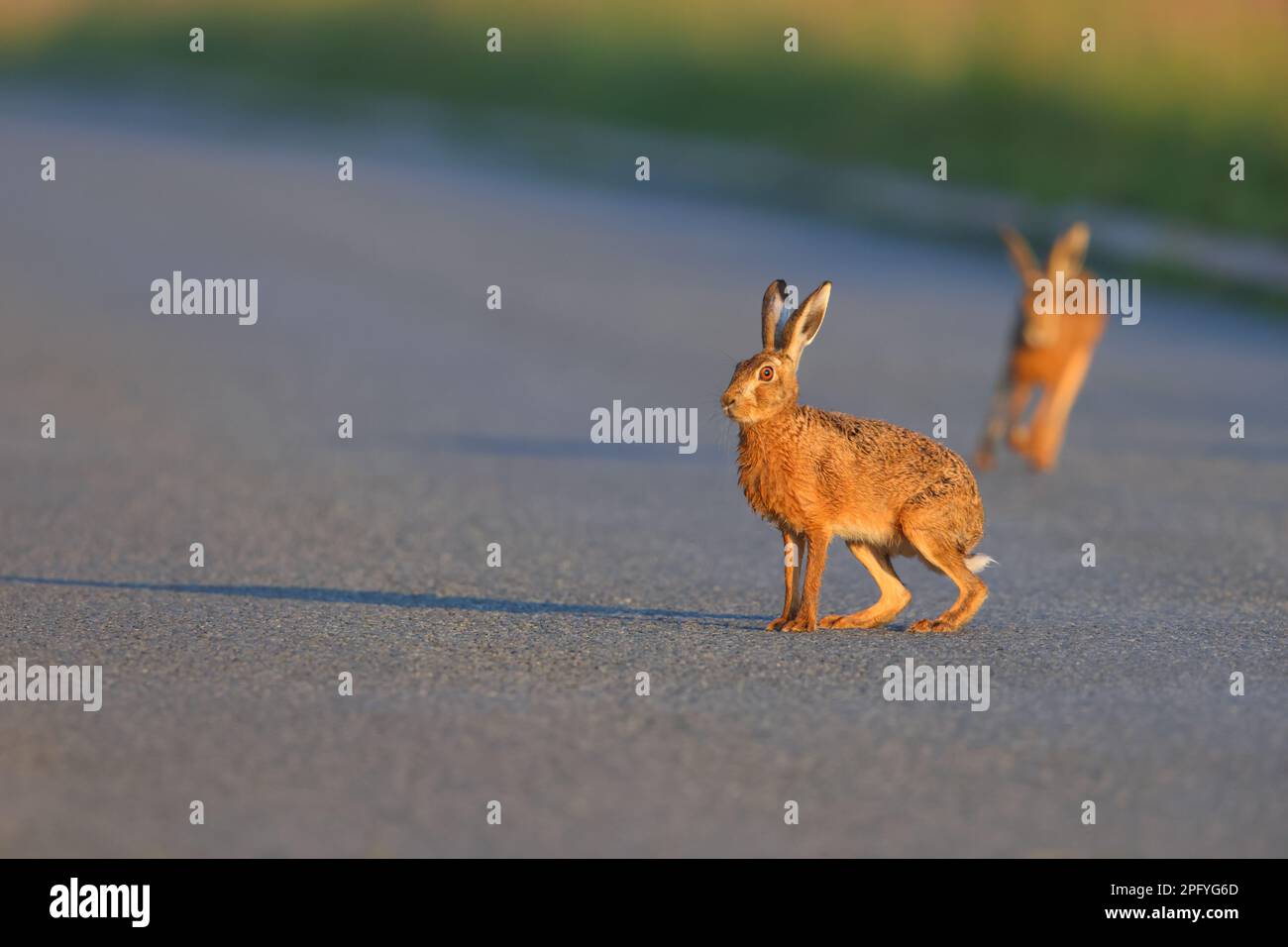 A pair of adult Brown Hares (Lepus europaeus) on a quiet country lane ...