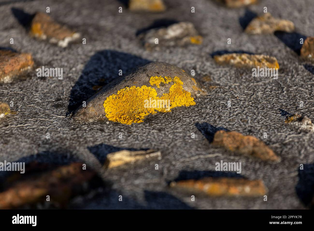 Fungus moss on small rocks found at the Roman defense wall remains ...