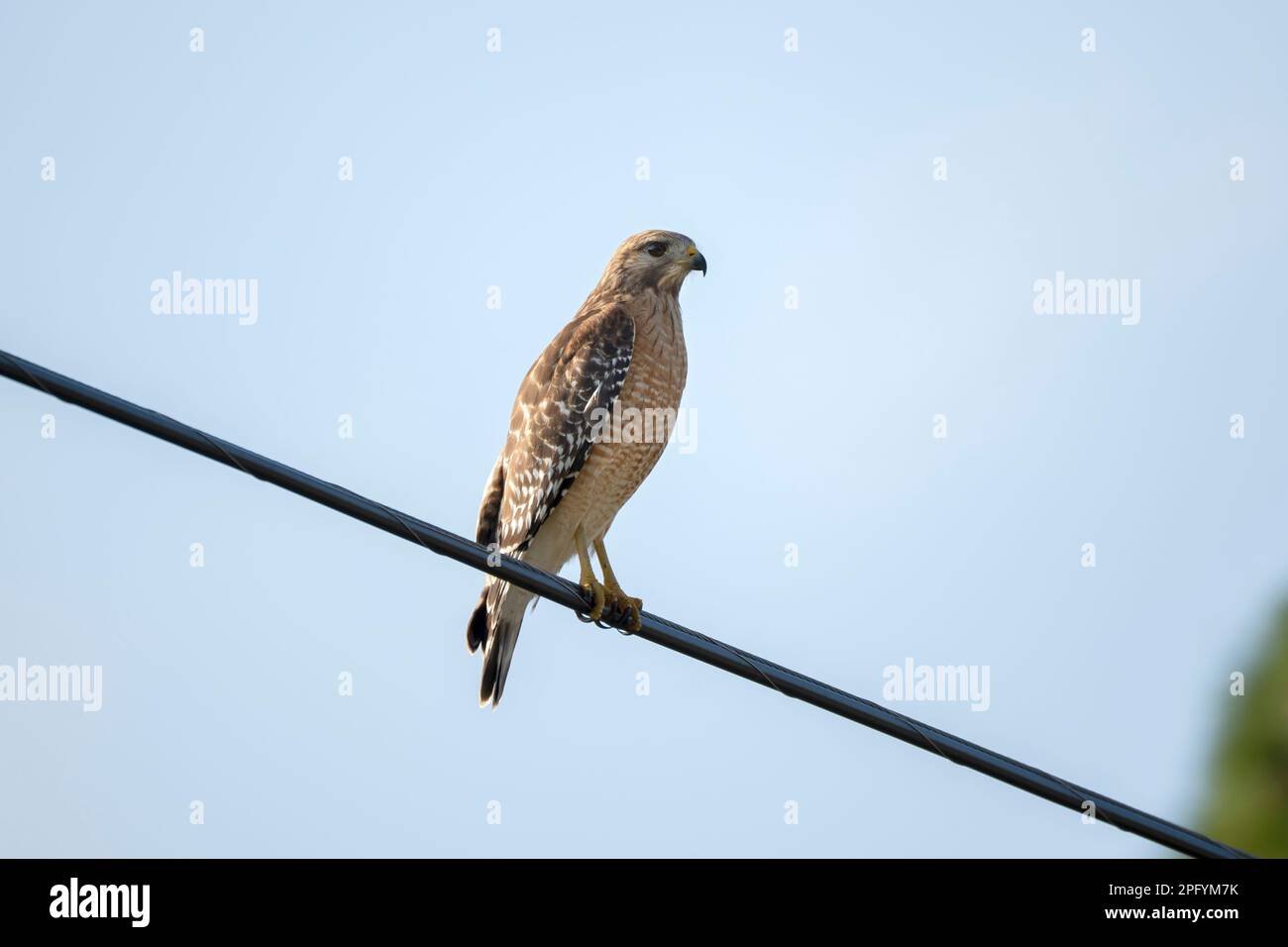 The red-shouldered hawk bird perching on electric cable looking for ...